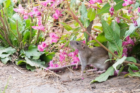 250 Old world mouse Stock Pictures, Editorial Images and Stock Photos ...