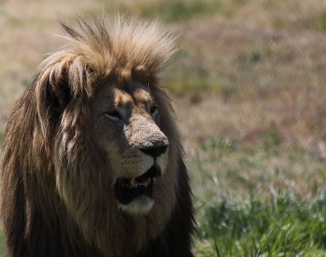 Rescued Male Lion Saeed Pictured His Editorial Stock Photo - Stock ...