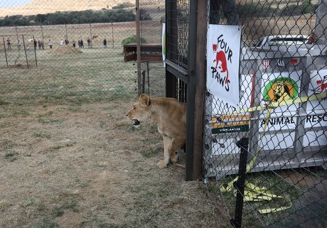 Lion Nala Leaves Her Holding Crate Editorial Stock Photo - Stock Image ...