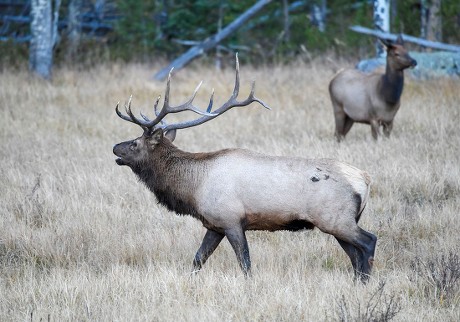 250 Elk season Stock Pictures, Editorial Images and Stock Photos ...