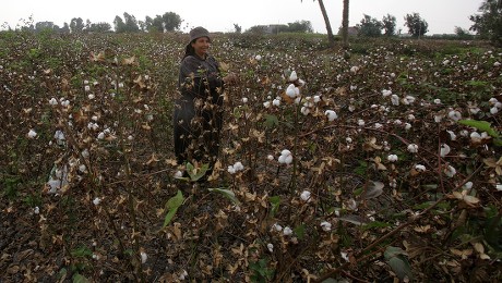 Farmers Harvest Cotton Field Alhawaber Village Editorial Stock Photo ...