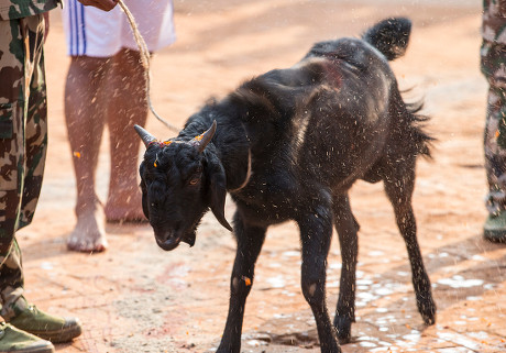 Nepalese Army Soldier Prepares Goat Sacrifice Editorial Stock Photo ...