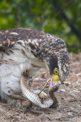 Crested Serpent Eagle Battles Snake Editorial Stock Photo - Stock Image ...