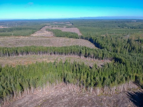 Areal View Clear Cut Forrest After Editorial Stock Photo - Stock Image ...