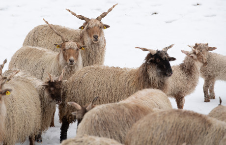 Herd Racka Sheep Ancient Hungarian Sheep Editorial Stock Photo - Stock ...