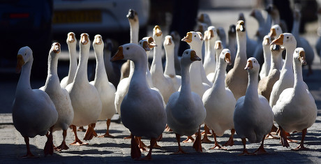 40 Gaggle of goose Stock Pictures, Editorial Images and Stock Photos ...