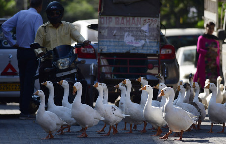 40 Gaggle of goose Stock Pictures, Editorial Images and Stock Photos ...
