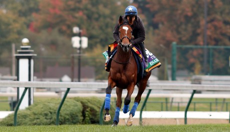 Enable Exercising Ahead Breeders Cup Turf Editorial Stock Photo - Stock ...