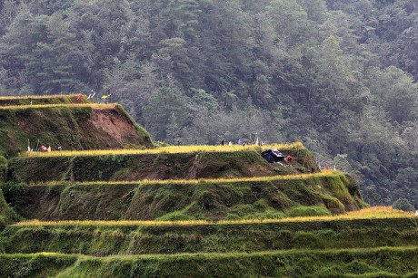 View Damaged Rice Terraces World Heritage Editorial Stock Photo - Stock ...