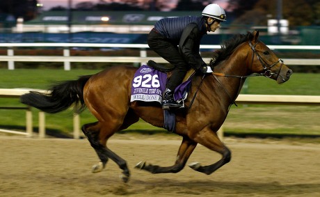 Well Done Fox Exercising Ahead Breeders Editorial Stock Photo - Stock ...