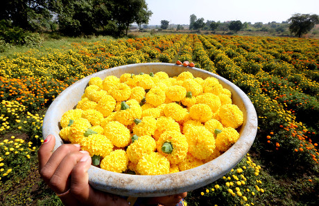 Indian Female Farmers Collect Marigold Flowers Editorial Stock Photo ...