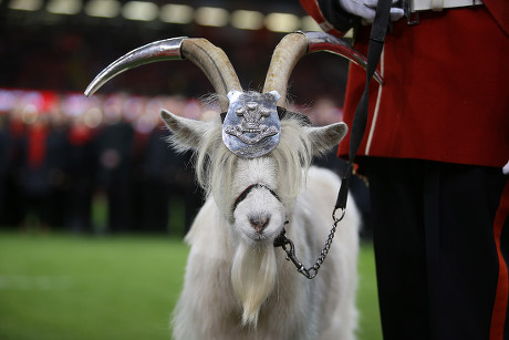 Royal Welsh Regimental Goat Mascot Fusilier Editorial Stock Photo ...