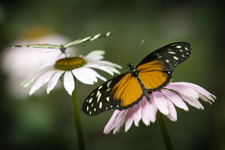 5 Zoo insect butterflies Stock Pictures, Editorial Images and Stock ...