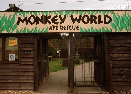 Monkey World Dorset 18monthold Chimpanzee Trudy Editorial Stock Photo ...