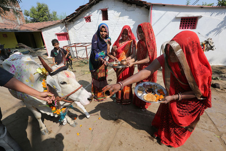 Indian Villagers Worship Decorated Cow Ritual Editorial Stock Photo ...
