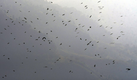Flock Amur Falcon Falco Amurensis Fly Editorial Stock Photo - Stock ...