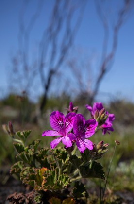 Indigenous Fynbos Flowers Bloom Area Burned Editorial Stock Photo ...