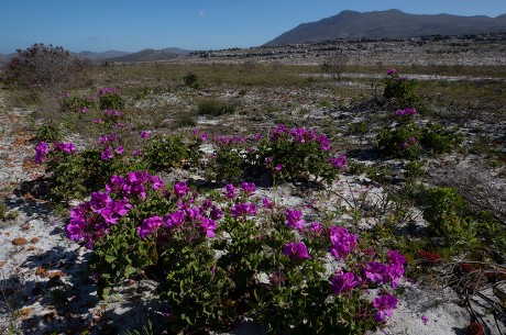 Indigenous Fynbos Flowers Bloom Area Burned Editorial Stock Photo ...