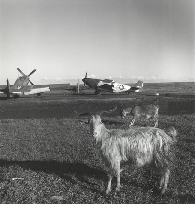 Goats On Runway American Air Base Editorial Stock Photo - Stock Image ...
