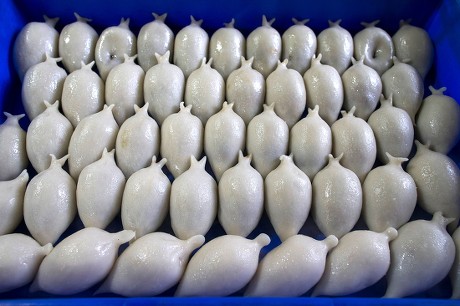 Yomari Nepalese Steamed Dumplings Made Lalipur Editorial Stock Photo ...