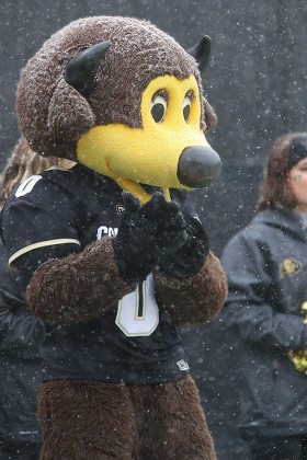 Colorado Mascot Chip Buffalo Cheers On Editorial Stock Photo - Stock ...