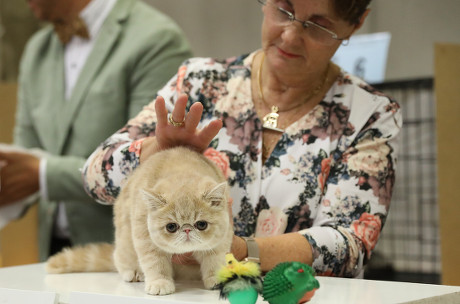 Judge Observes Kitten During Judging Round Editorial Stock Photo ...