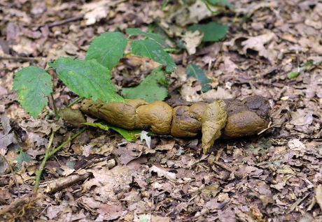 48 Turd Stock Pictures, Editorial Images and Stock Photos | Shutterstock
