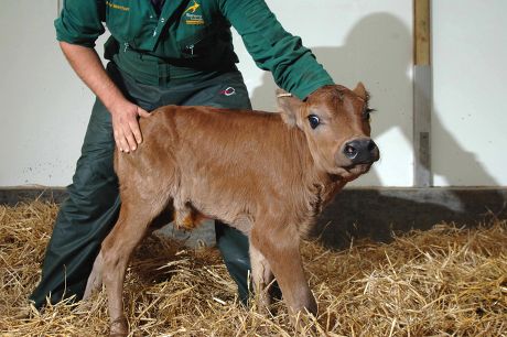 Wagyu Beef Calf Inochi Editorial Stock Photo - Stock Image | Shutterstock