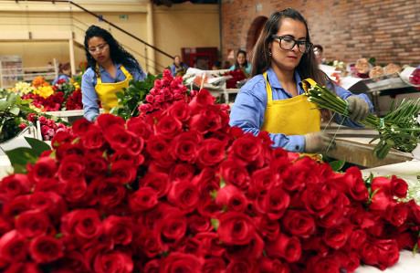 250 Bouquets of roses Stock Pictures, Editorial Images and Stock Photos ...