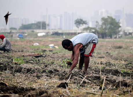 Filipino Farmers Plant Seedlings Field Backdrop Editorial Stock Photo ...