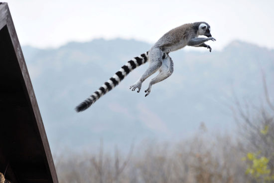 Lemur Jumping Editorial Stock Photo - Stock Image | Shutterstock