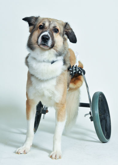 Mac Dog Bryony Mehigan Wheely Amazing Editorial Stock Photo - Stock ...