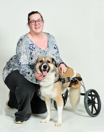 Mac Dog Bryony Mehigan Wheely Amazing Editorial Stock Photo - Stock ...