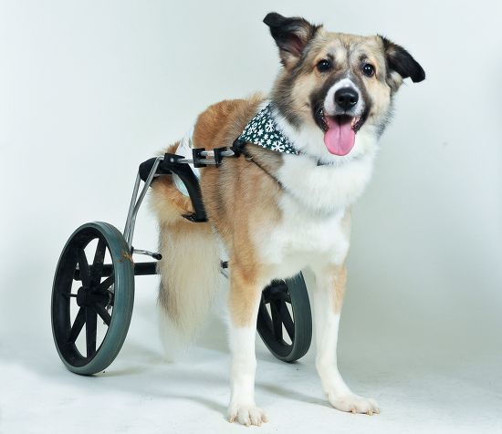 Mac Dog Bryony Mehigan Wheely Amazing Editorial Stock Photo - Stock ...
