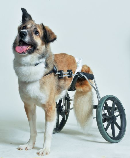 Mac Dog Bryony Mehigan Wheely Amazing Editorial Stock Photo - Stock ...