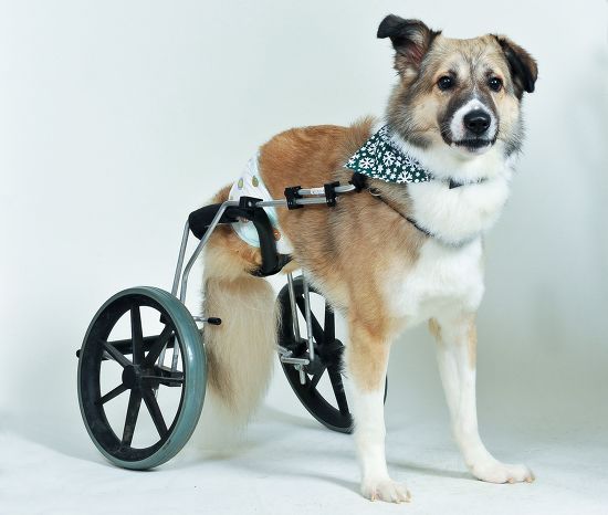 Mac Dog Bryony Mehigan Wheely Amazing Editorial Stock Photo - Stock ...