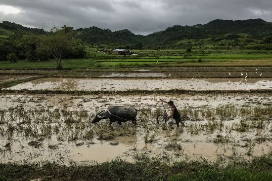Filipino Boy Works Rice Paddy Water Editorial Stock Photo - Stock Image ...