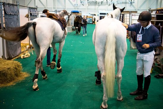 Stableman Takes Care Horse Stable 58th Editorial Stock Photo - Stock ...