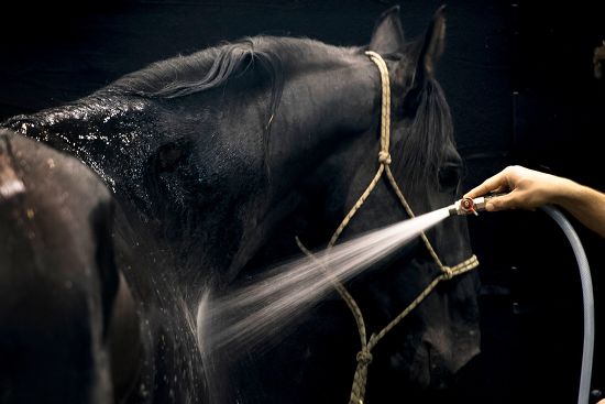 Horse Being Washed Stable 58th Chi Editorial Stock Photo - Stock Image ...