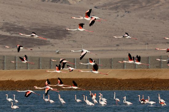 Flock Migrating Greater Flamingo Phoenicopterus Roseus Editorial Stock ...