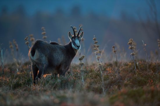 Chamois Rupicapra Rupicapra Dawn Vosges France Editorial Stock Photo ...