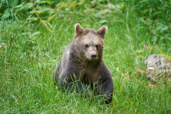 Eurasian Brown Bear Ursus Arctos Arctos Editorial Stock Photo - Stock ...