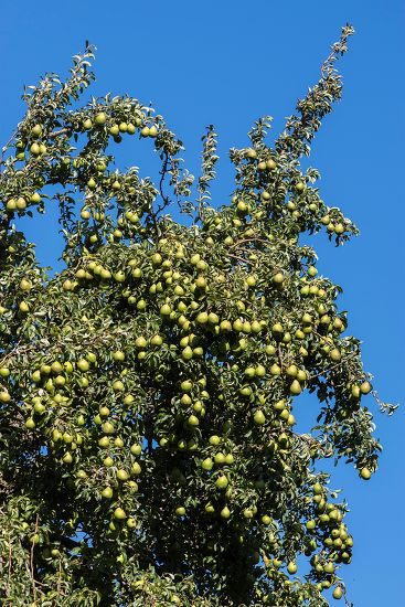 Pear Tree Pyrus Mature Pears Blue Editorial Stock Photo - Stock Image ...