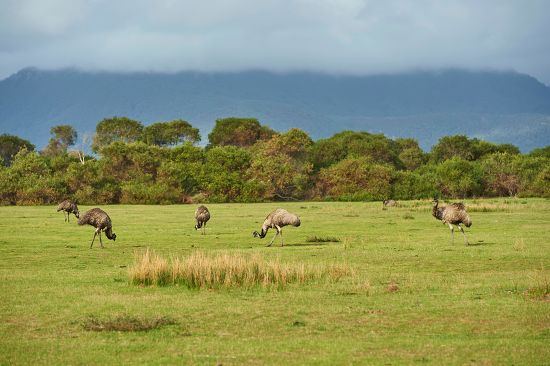 Emus Dromaius Novaehollandiae Grazing On Meadow Editorial Stock Photo ...
