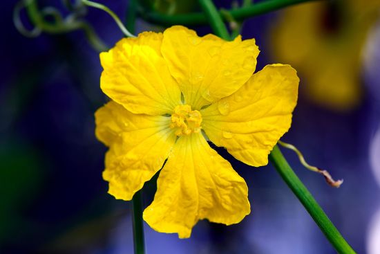 Yellow Flower Telegraph Plant Desmodium Motorium Editorial Stock Photo ...