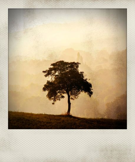 Polaroid Effect Trees Countryside France Editorial Stock Photo - Stock ...