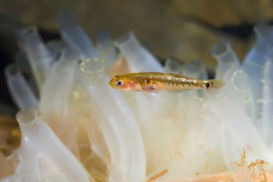 Two Spotted Goby Gobiusculus Flavescens Swim Editorial Stock Photo ...
