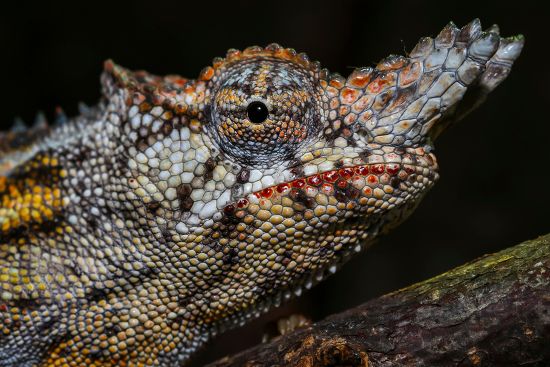Lesser Chameleon Furcifer Minor Animal Portrait Editorial Stock Photo ...