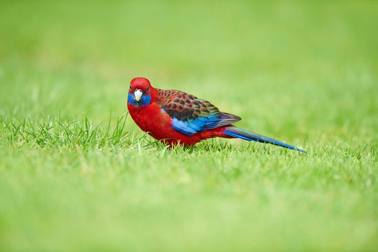 Crimson Rosella Platycercus Elegans On Meadow Editorial Stock Photo ...