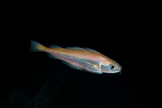 Poor Cod Trisopterus Minutus Norwegian Sea Editorial Stock Photo ...